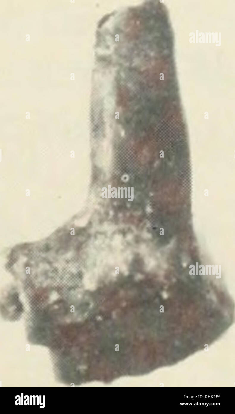 Biostratigraphy hi-res stock photography and images - Alamy