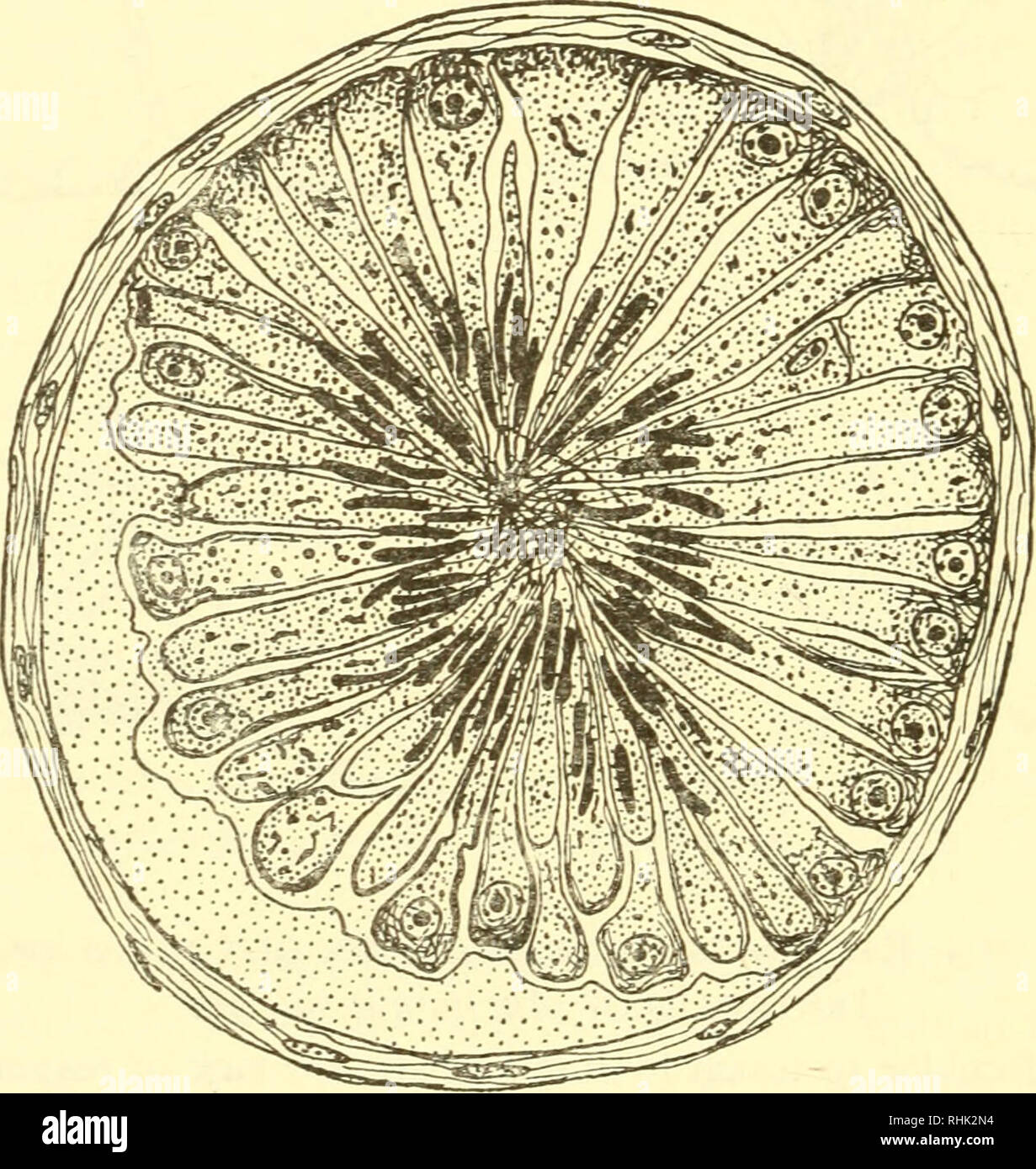 . The biology of marine animals. Marine animals; Physiology ...