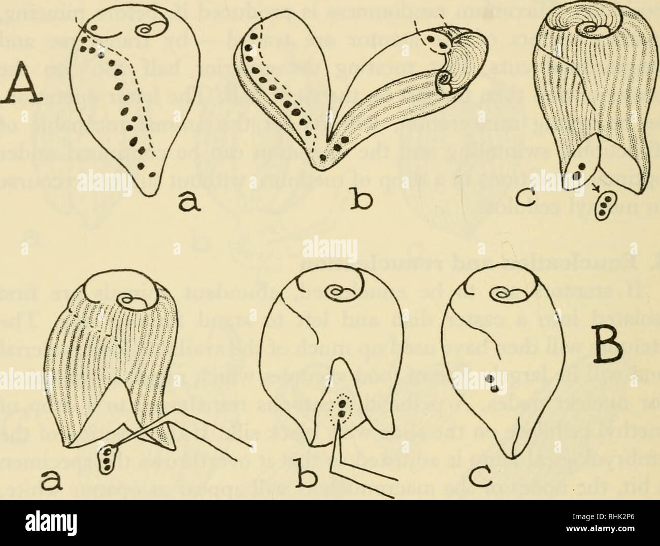 . The biology of Stentor. Stentor. 358 THE BIOLOGY OF STENTOR corner of ...