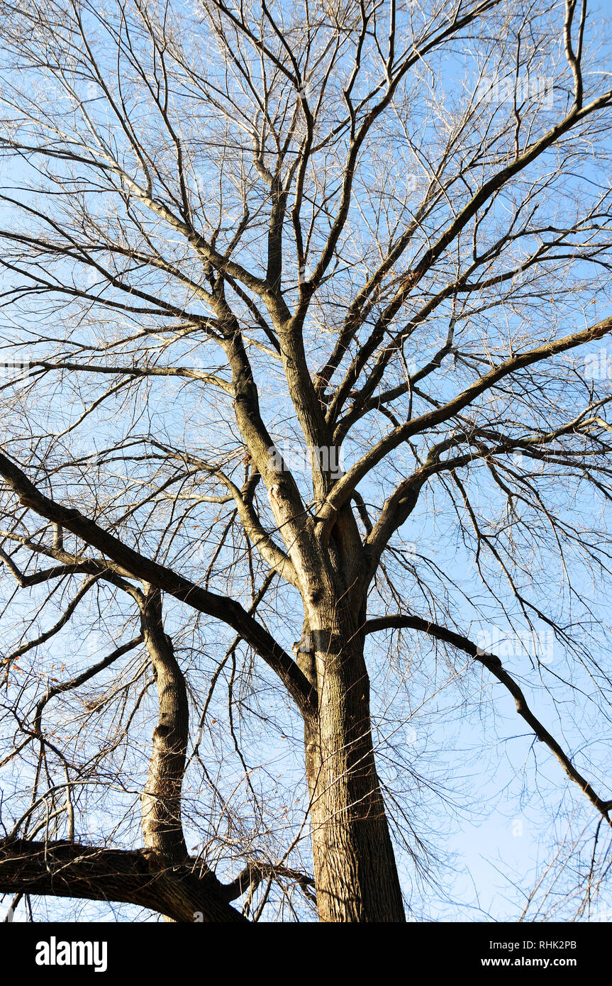 The tangled leafless branches of a tall and mature hibernating tree set ...