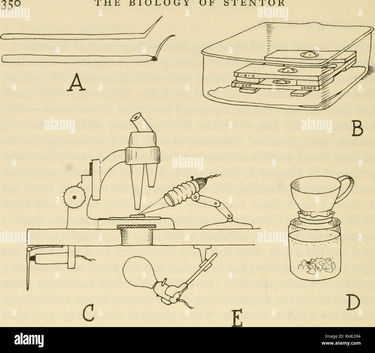 Stentor Microscope Slide