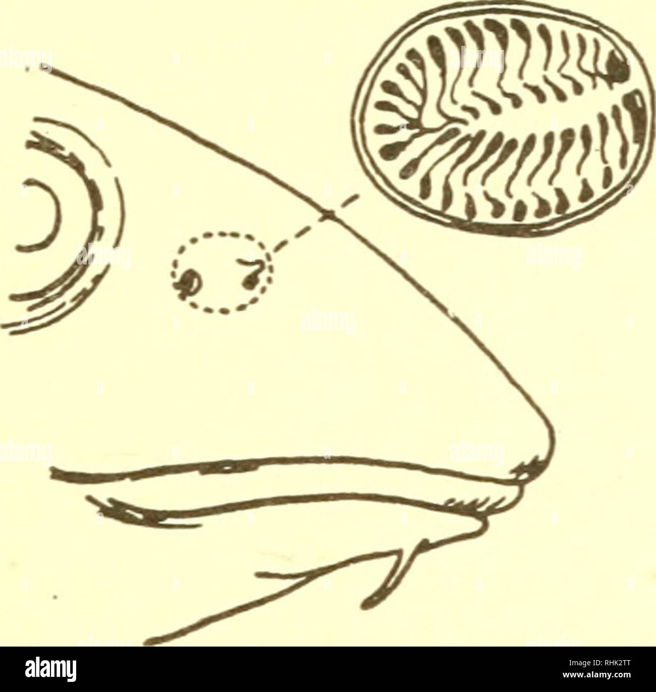 . The biology of marine animals. Marine animals; Physiology ...
