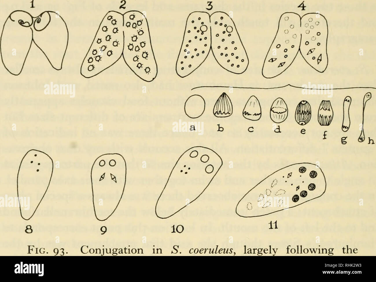 . The biology of Stentor. Stentor. 326 THE BIOLOGY OF STENTOR ...
