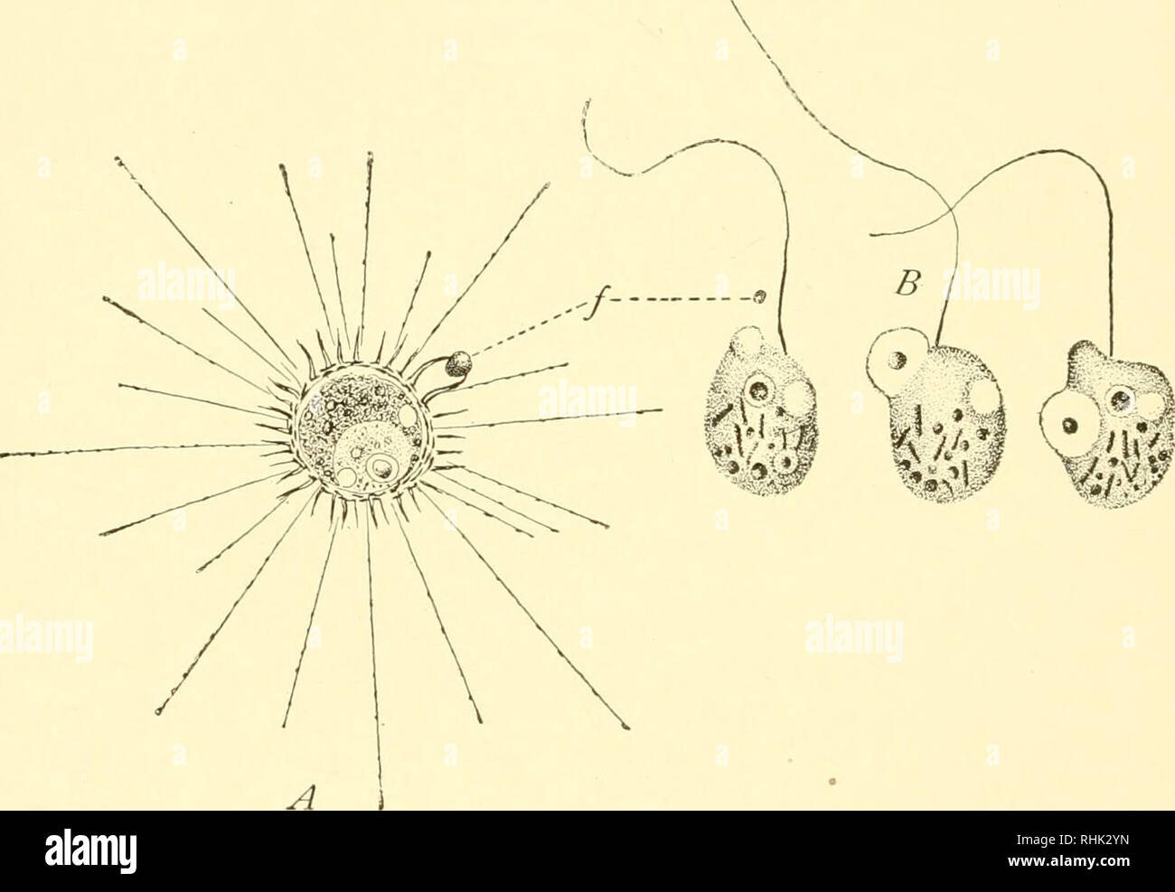 . The biology of the protozoa. Protozoa; Protozoa. lSli BIOLOGY OF THE ...