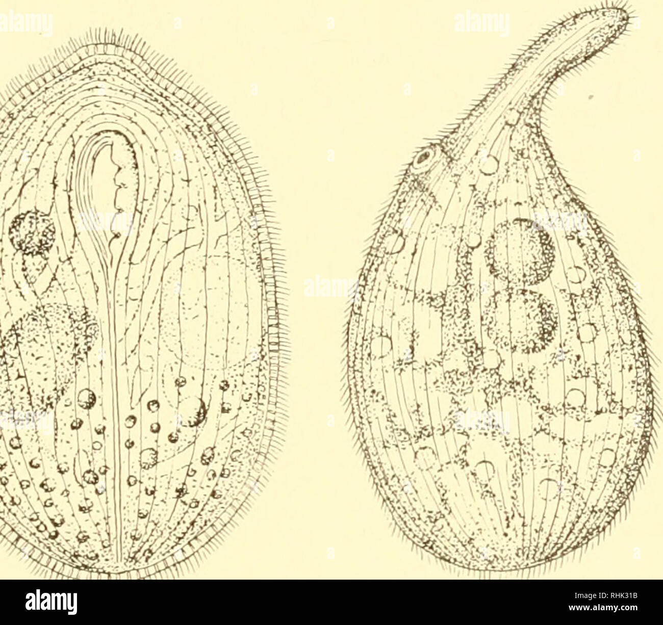 Cytopharynx hi-res stock photography and images - Alamy