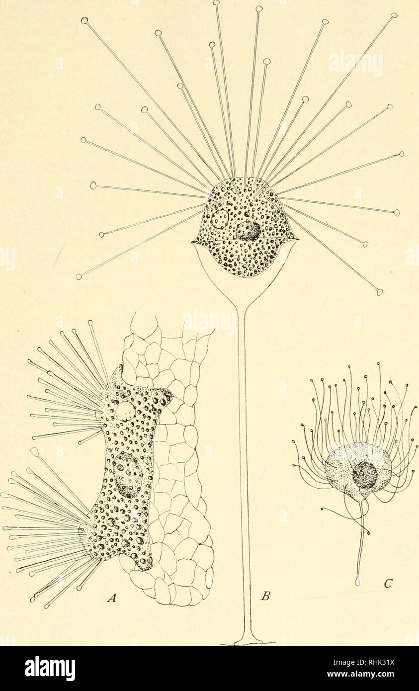 Acineta sp hi-res stock photography and images - Alamy