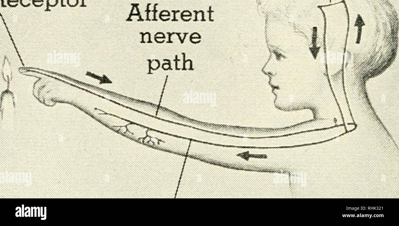 Afferent Vs Efferent Brainstem Viscerotopic Organization Of Afferents