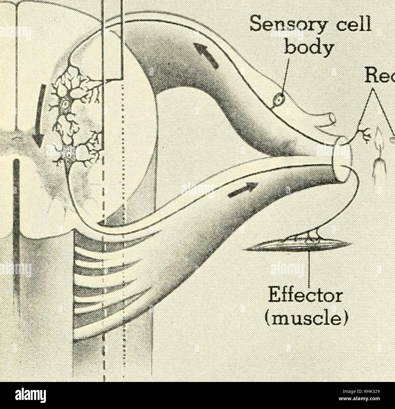 Afferent nerve hi-res stock photography and images - Alamy