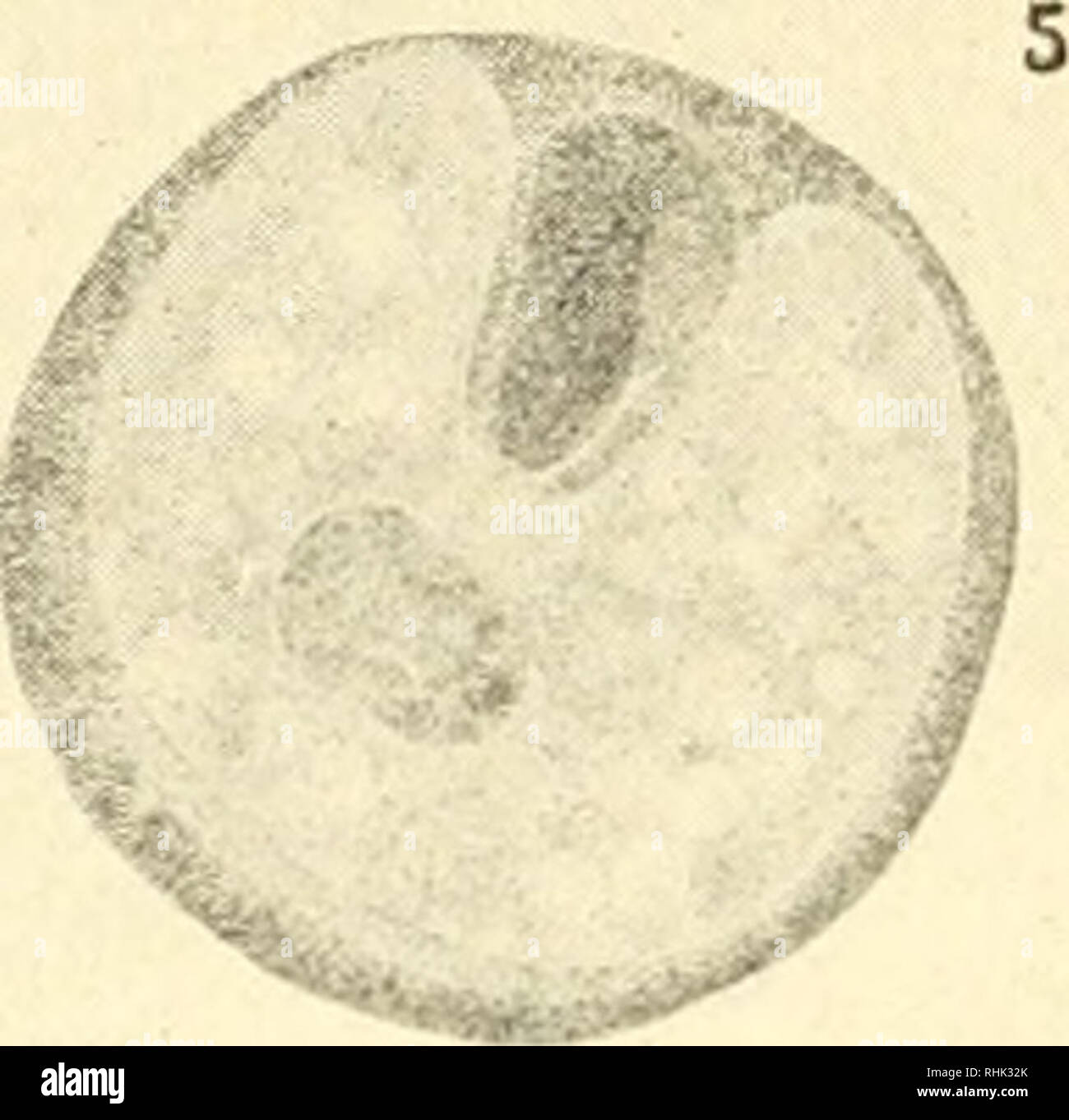 . The biology of the Protozoa. Protozoa; Protozoa. ISO BIOLOGY OF THE ...