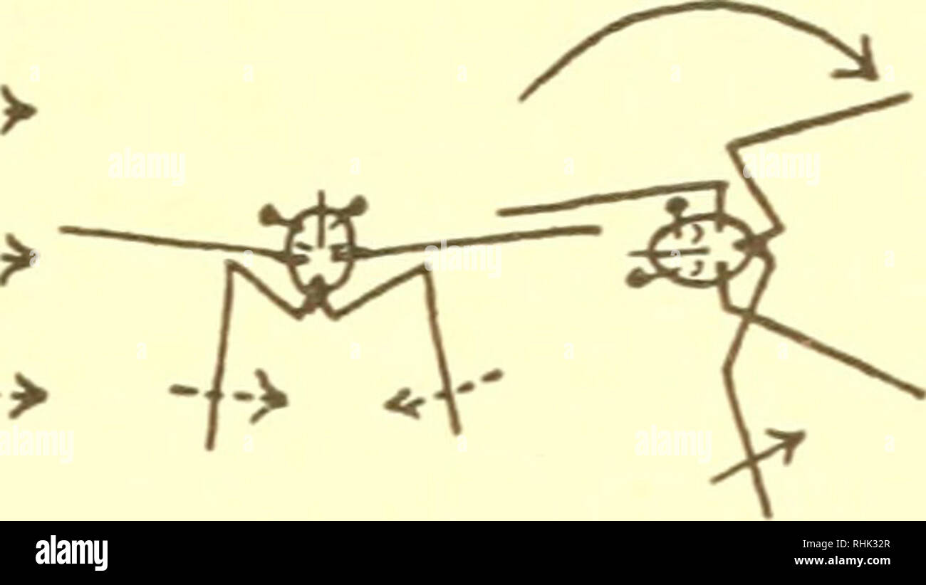 Animal pushing another animal hi-res stock photography and images - Alamy