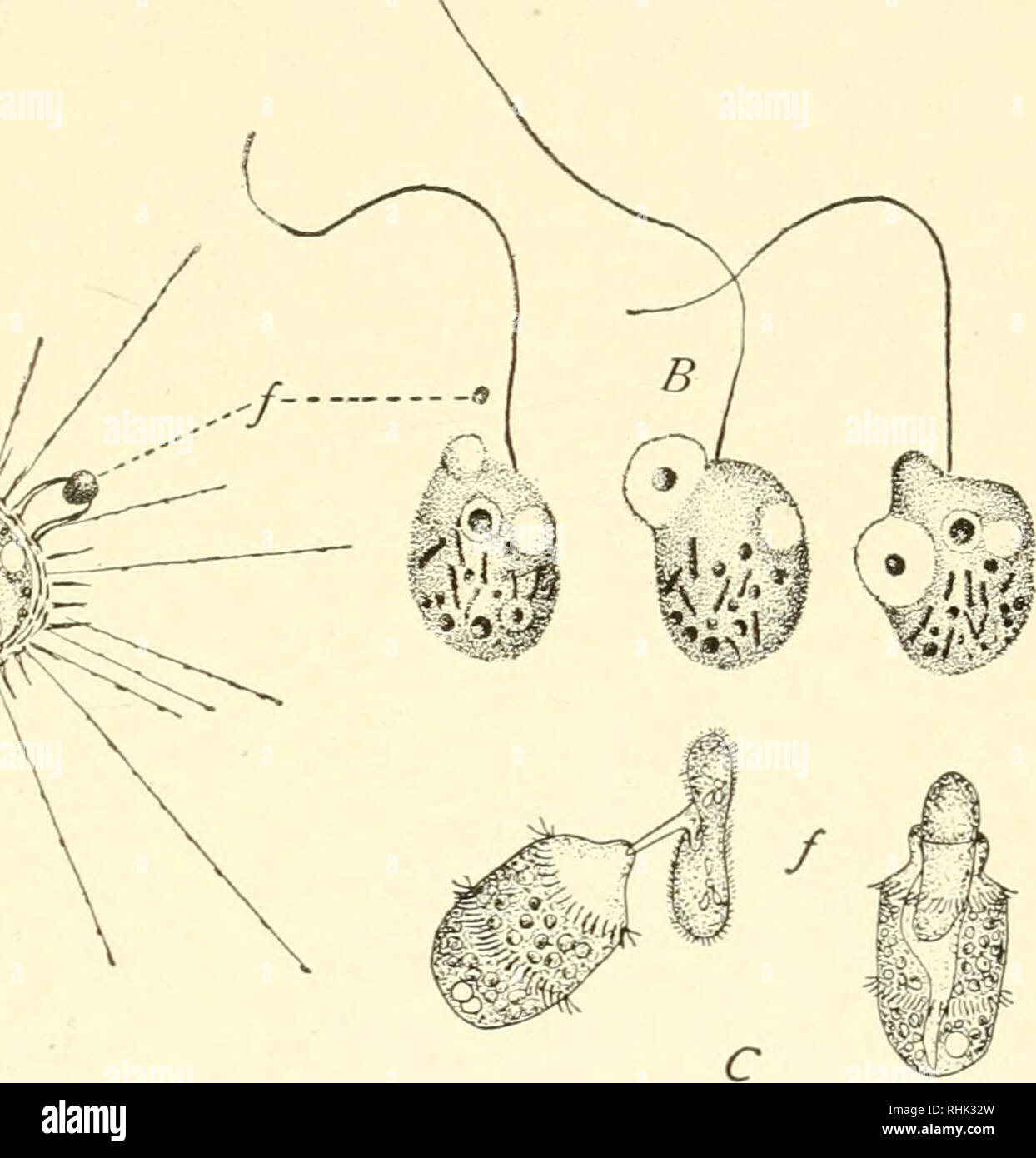 Protozoa Types
