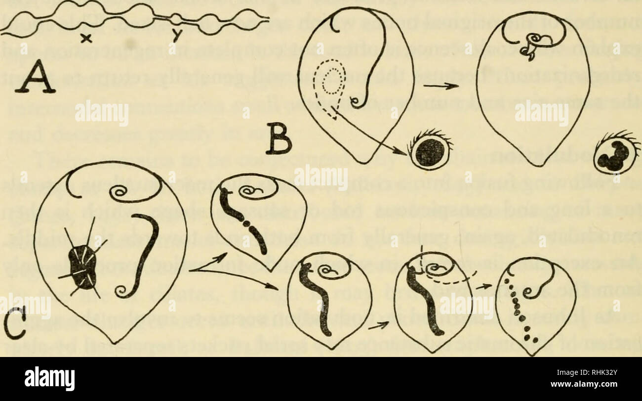 . The biology of Stentor. Stentor. 288 THE BIOLOGY OF STENTOR substance ...