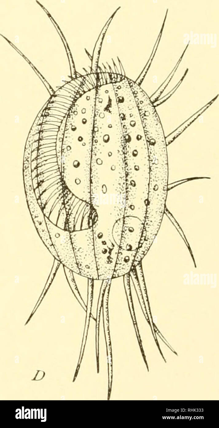 . The biology of the protozoa. Protozoa; Protozoa. Fig. 89.—Types of ...