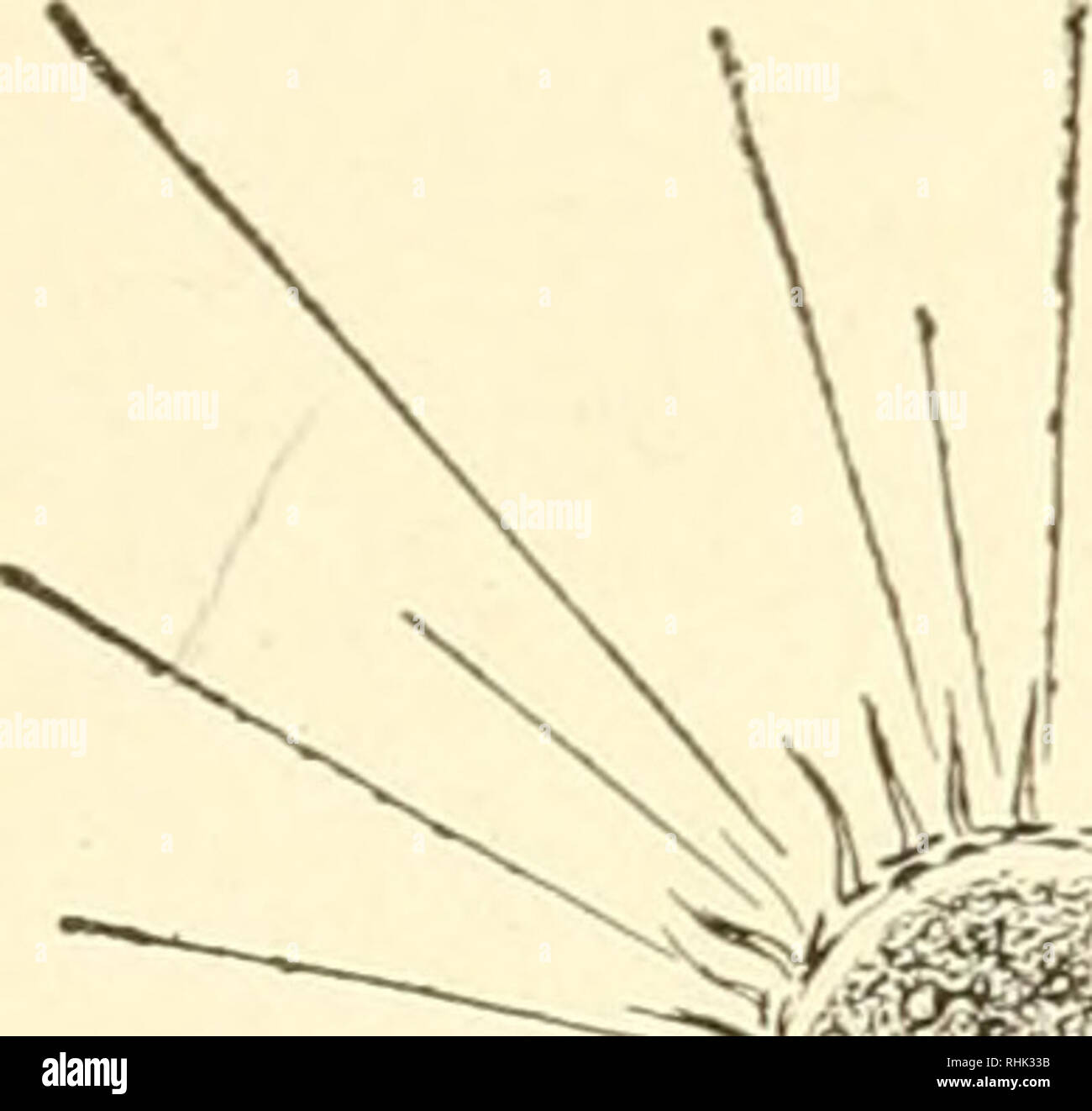 Lionotus hi-res stock photography and images - Alamy