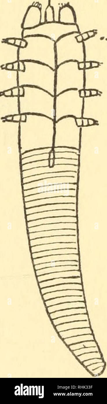 Demodex in hair follicles hi-res stock photography and images - Alamy