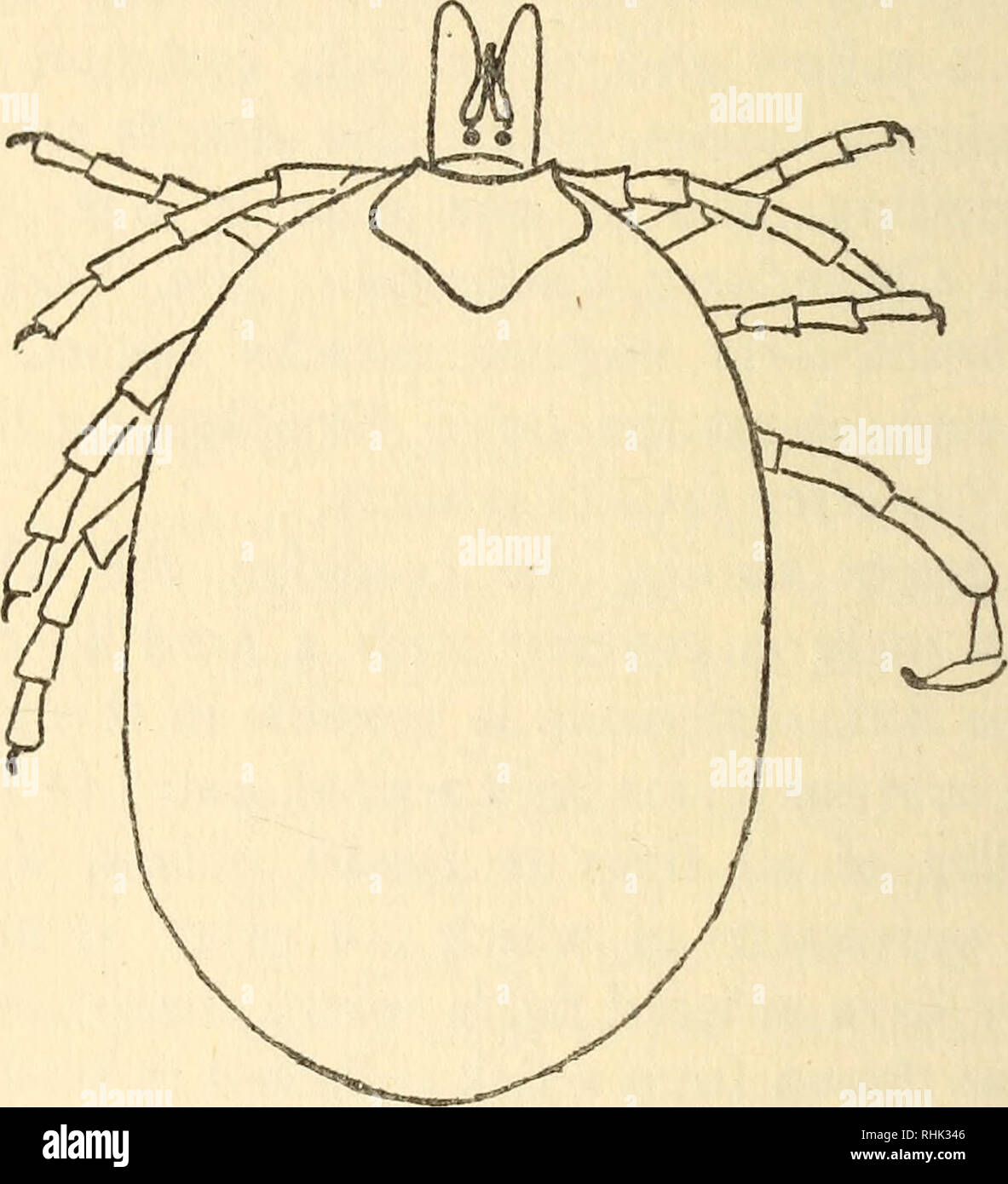 . The biology of spiders. Spiders; Insects. 344 THE BIOLOGY OF SPIDERS ...