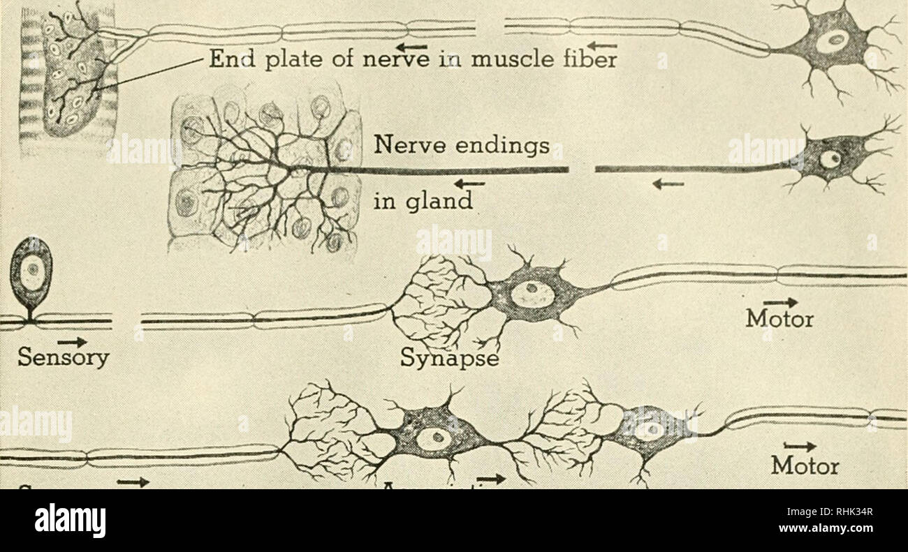 Muscle nerve endings hi-res stock photography and images - Alamy