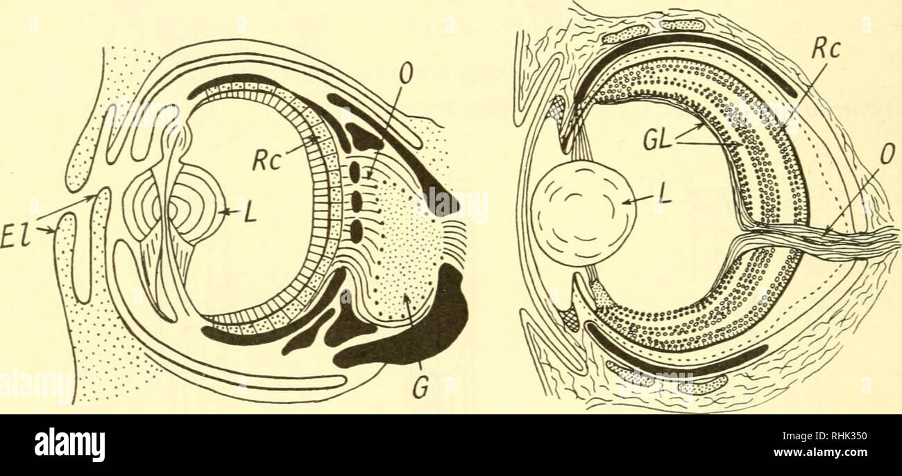 . The biology of marine animals. Marine animals; Physiology ...