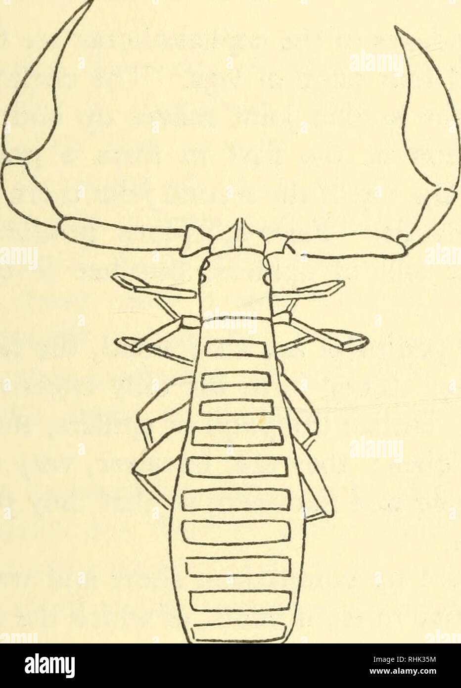 . The biology of spiders. Spiders; Insects. SOME OTHER ARACHNIDA 331 by ...
