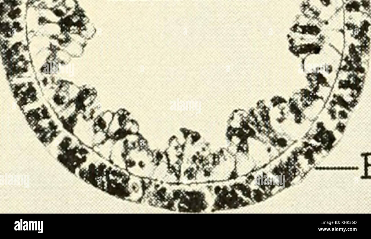. Biology and man. Biology; Human beings. gestive ceU i Endoderm ...