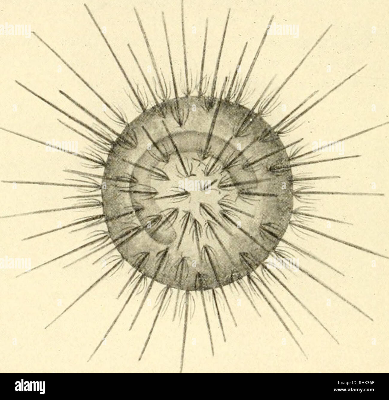 Trichocyst hi-res stock photography and images - Alamy