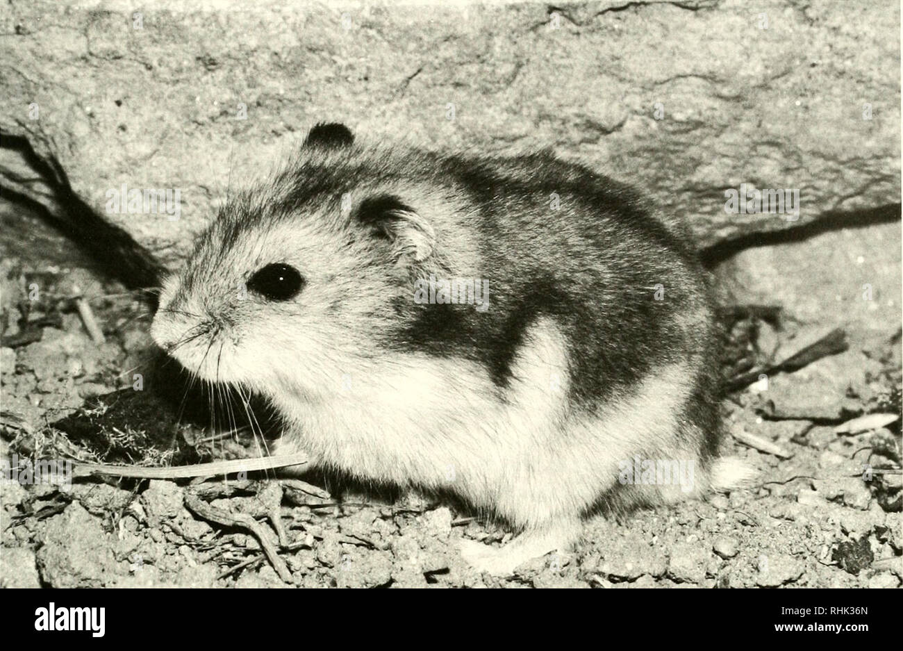 Chinese dwarf hamster hi-res stock photography and images - Alamy