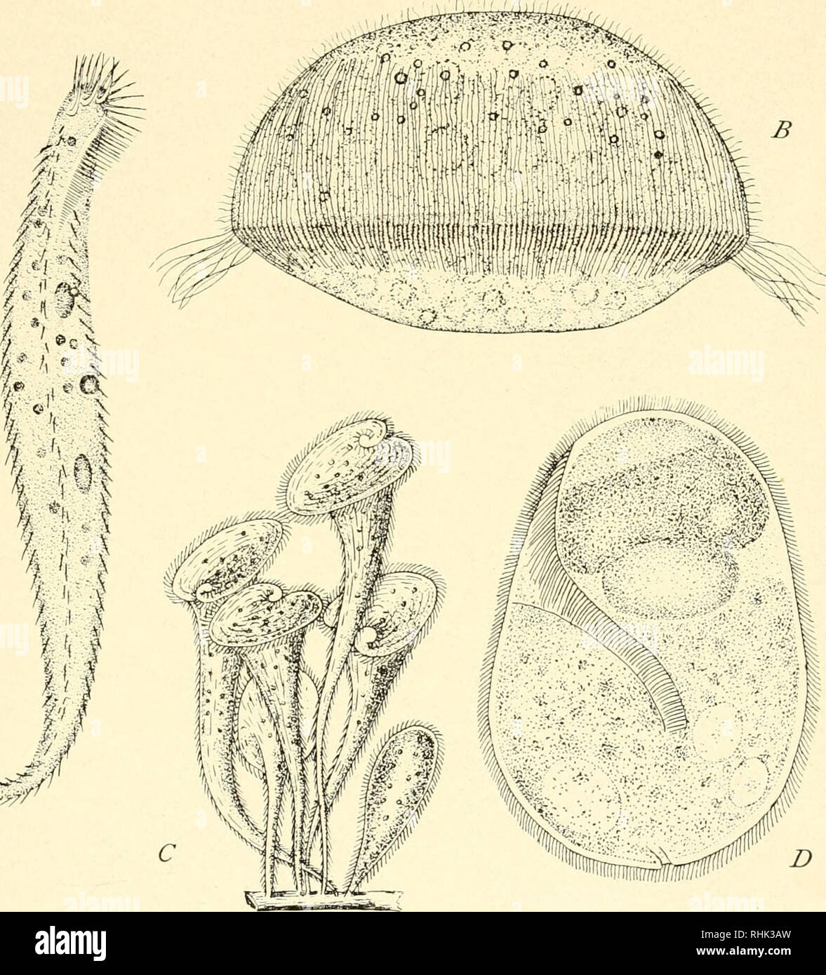 Hypotrichida hi-res stock photography and images - Alamy