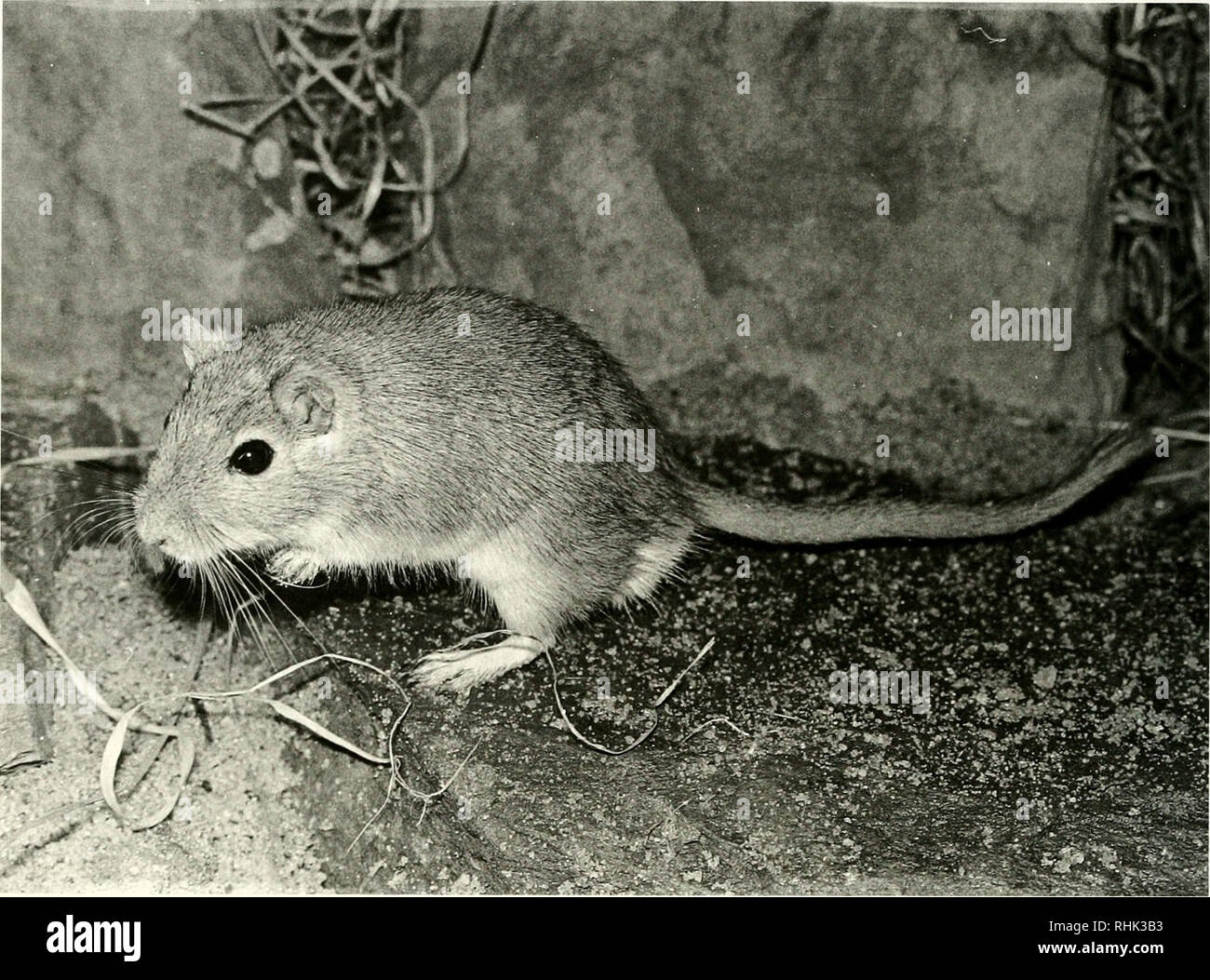 Mongolian jird meriones unguiculatus hi-res stock photography and ...