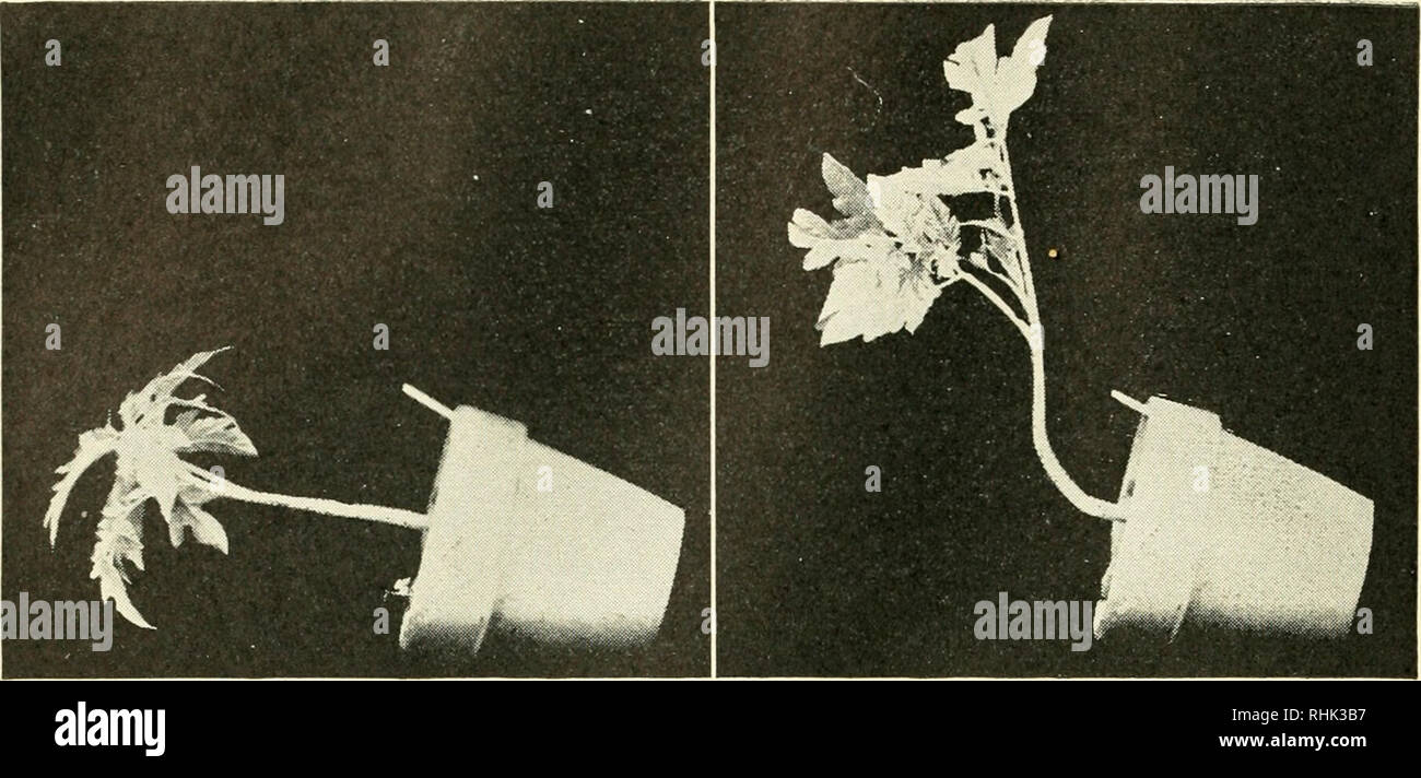 Geotropism seedlings hi-res stock photography and images - Alamy