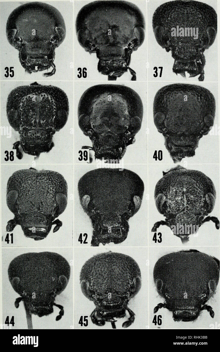 M barbarus hi-res stock photography and images - Alamy