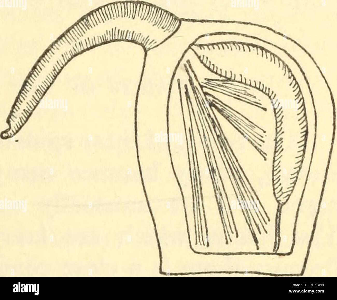 . The biology of spiders. Spiders; Insects. THE TRAP-DOOR SPIDERS 285 ...
