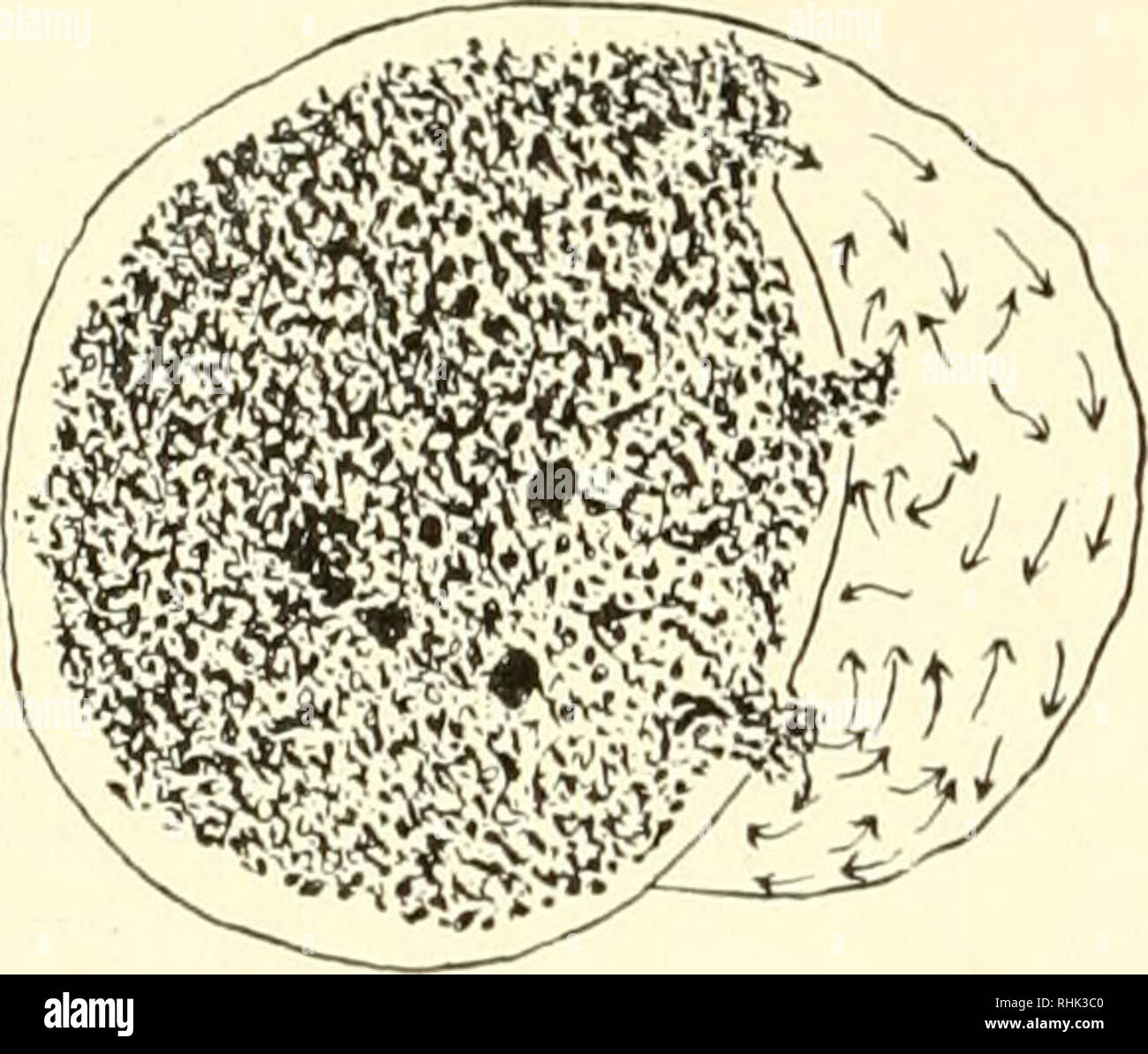 . The biology of the Protozoa. Protozoa; Protozoa. 140 BIOLOGY OF THE ...