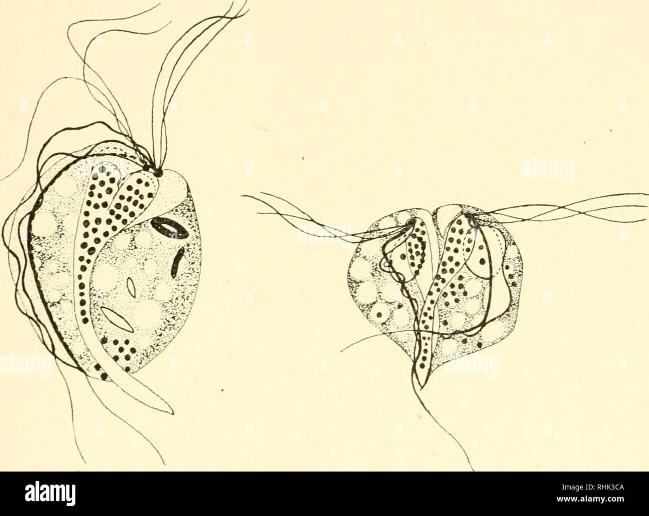 . The biology of the Protozoa. Protozoa; Protozoa. STRUCTURAL ...