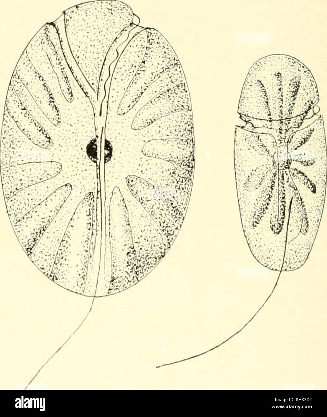 Dinoflagellata hi-res stock photography and images - Alamy