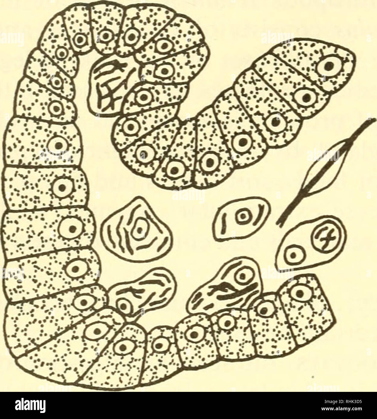 . The biology of marine animals. Marine animals; Physiology ...