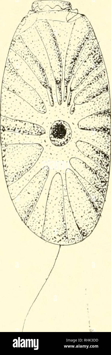 . The biology of the Protozoa. Protozoa; Protozoa. 136 BIOLOGY OF THE ...