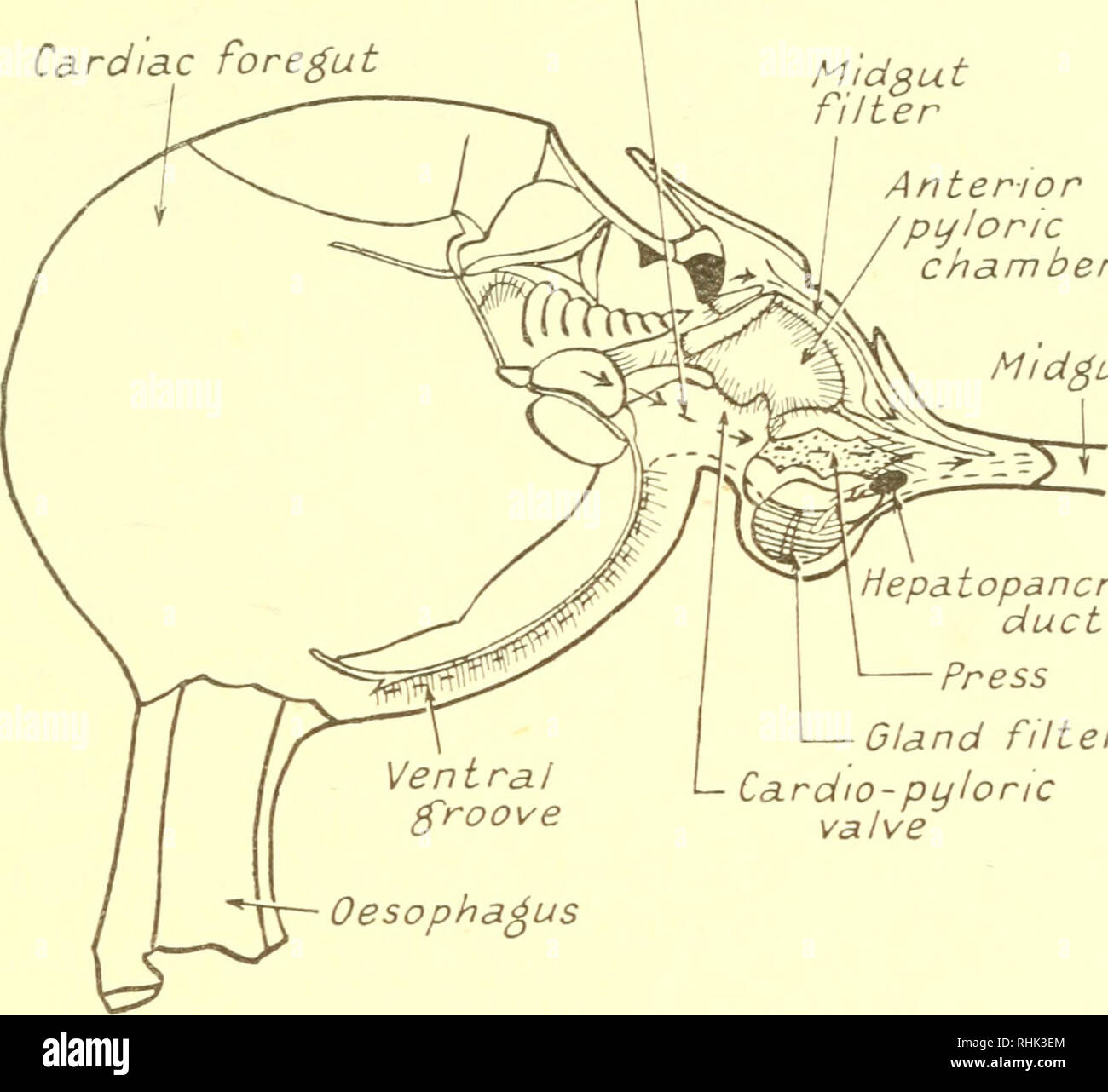 . The biology of marine animals. Marine animals; Physiology ...