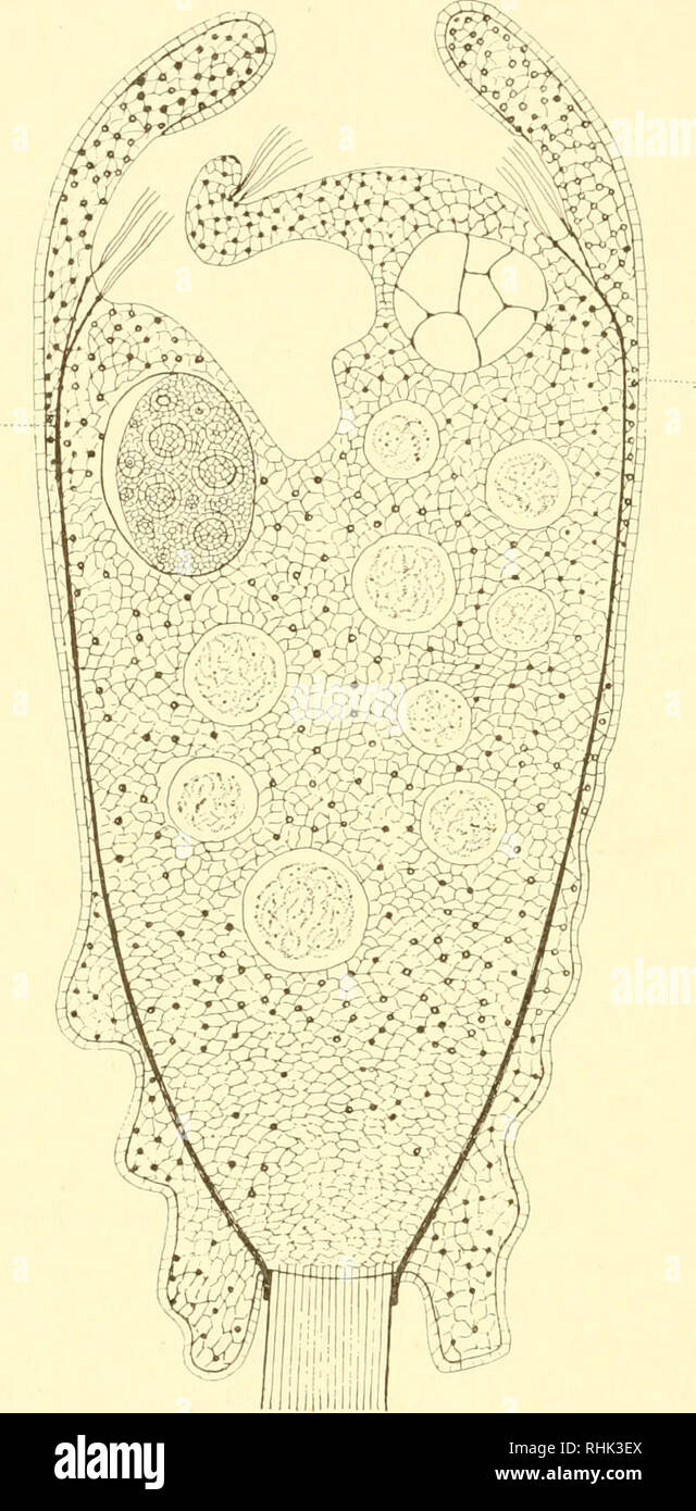 Radiolaria Labeled