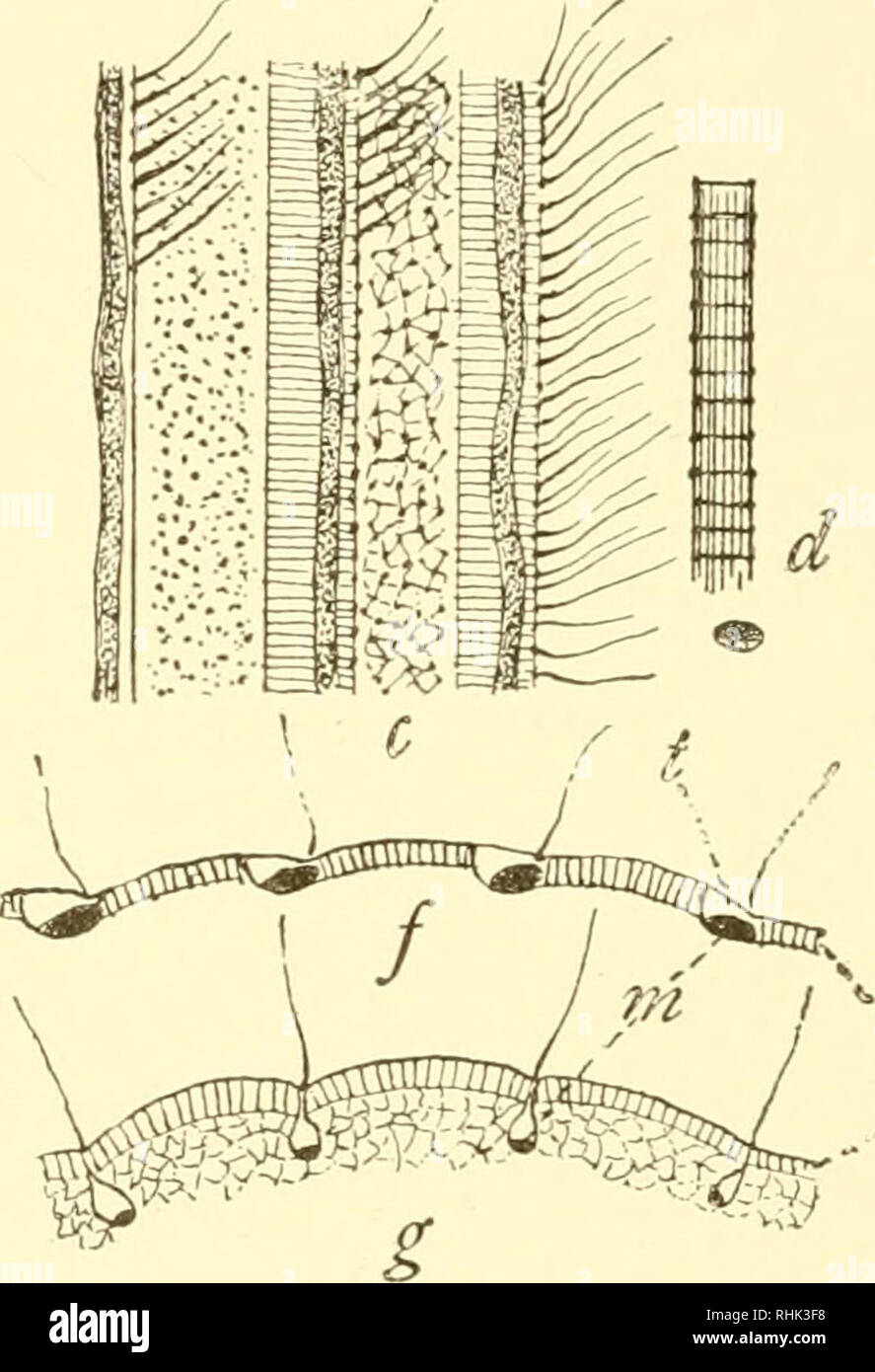 Myoneme hi-res stock photography and images - Alamy