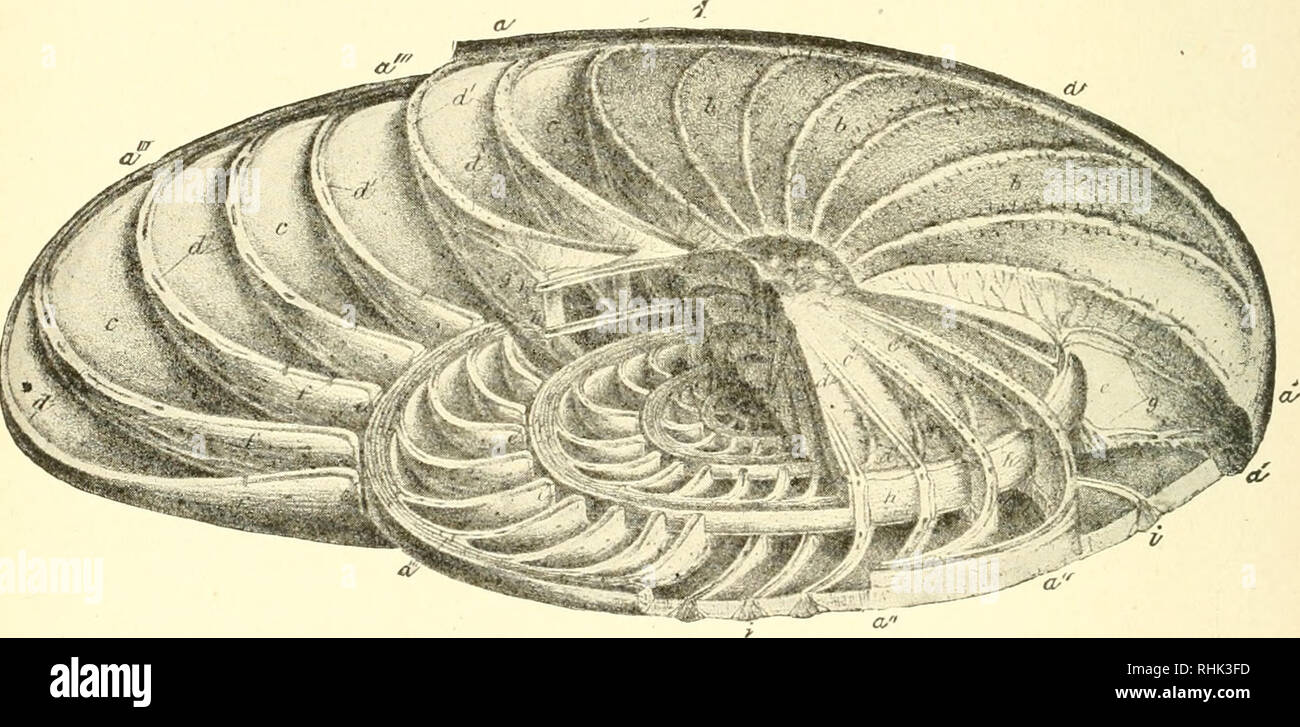 . The biology of the Protozoa. Protozoa; Protozoa. 130 BIOLOGY OF THE ...