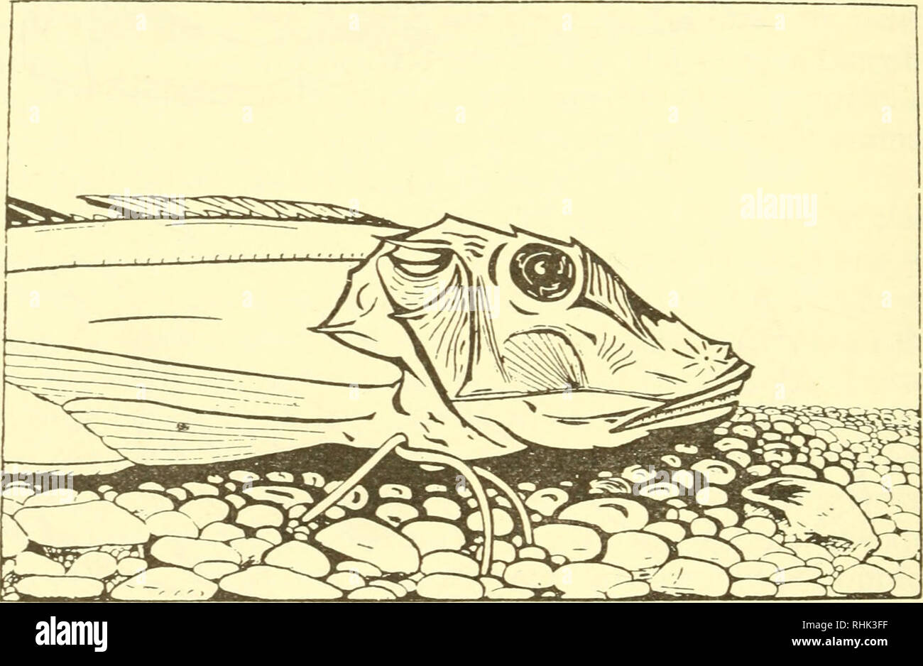 . The biology of marine animals. Marine animals; Physiology ...