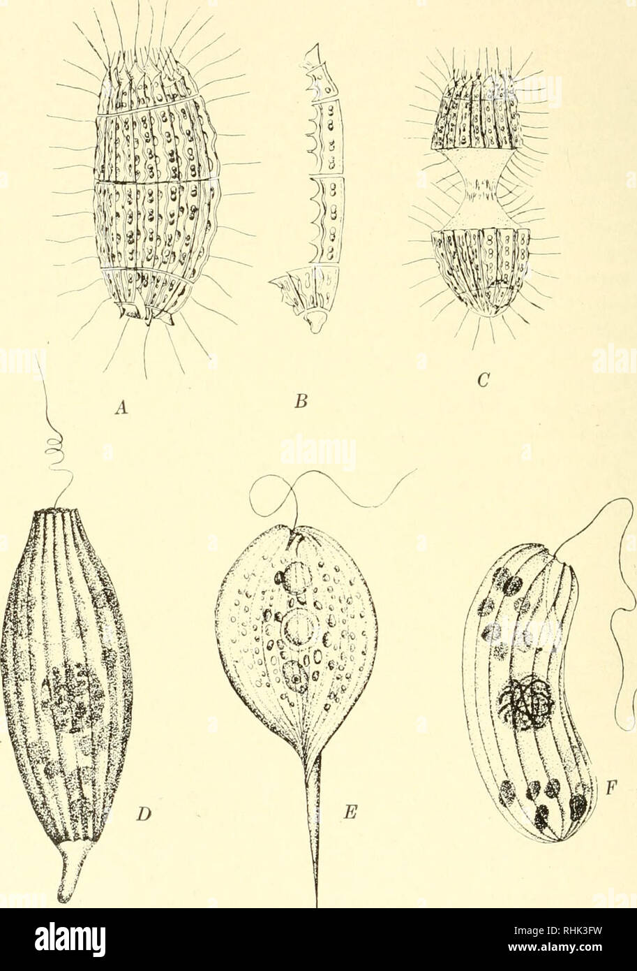 . The biology of the Protozoa. Protozoa; Protozoa. 128 BIOLOGY OF THE ...