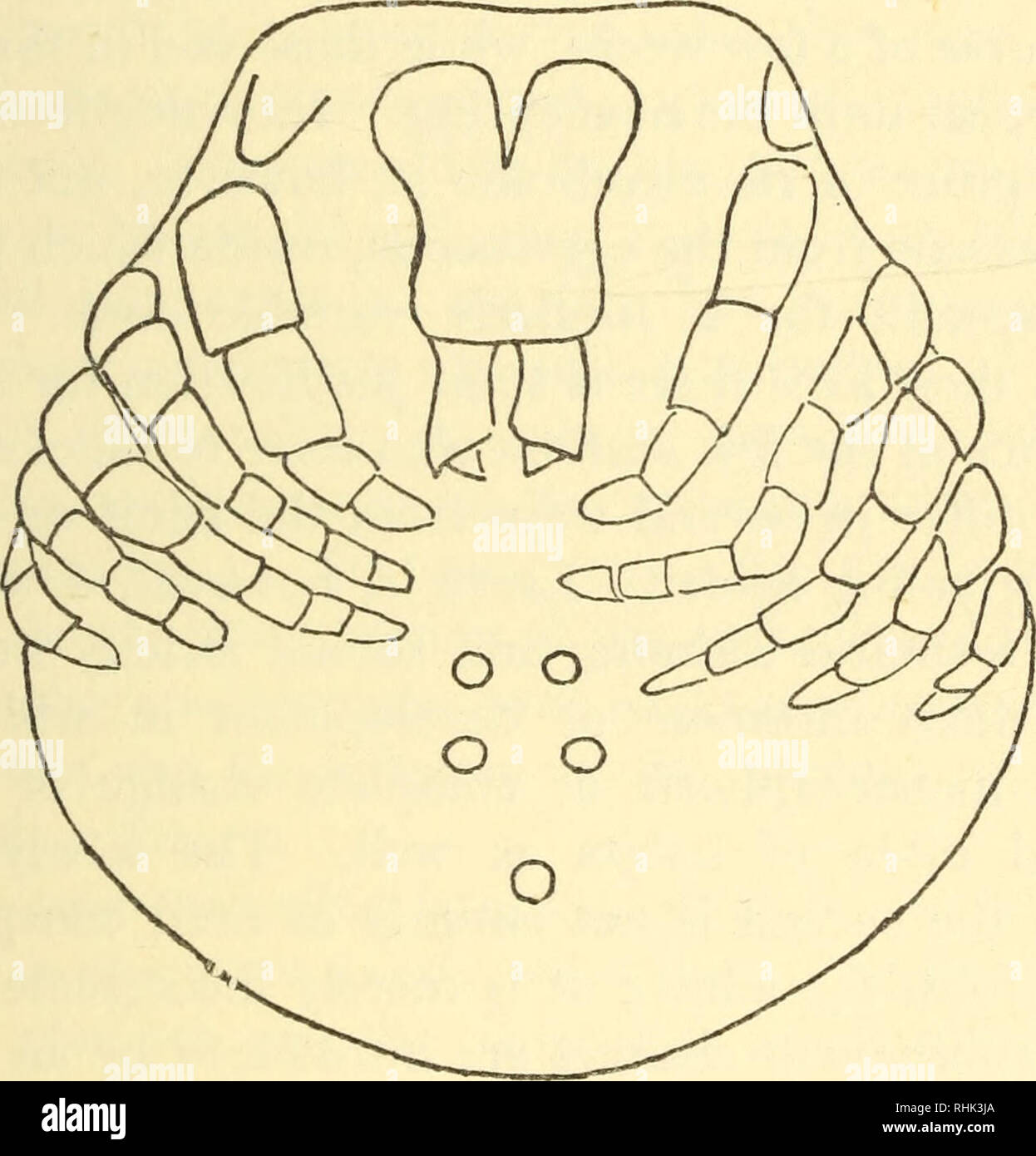 Heart formed by insects hi-res stock photography and images - Alamy