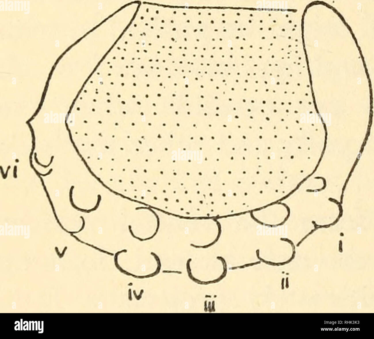 . The biology of spiders. Spiders; Insects. FiG. 86.—Development. An ...
