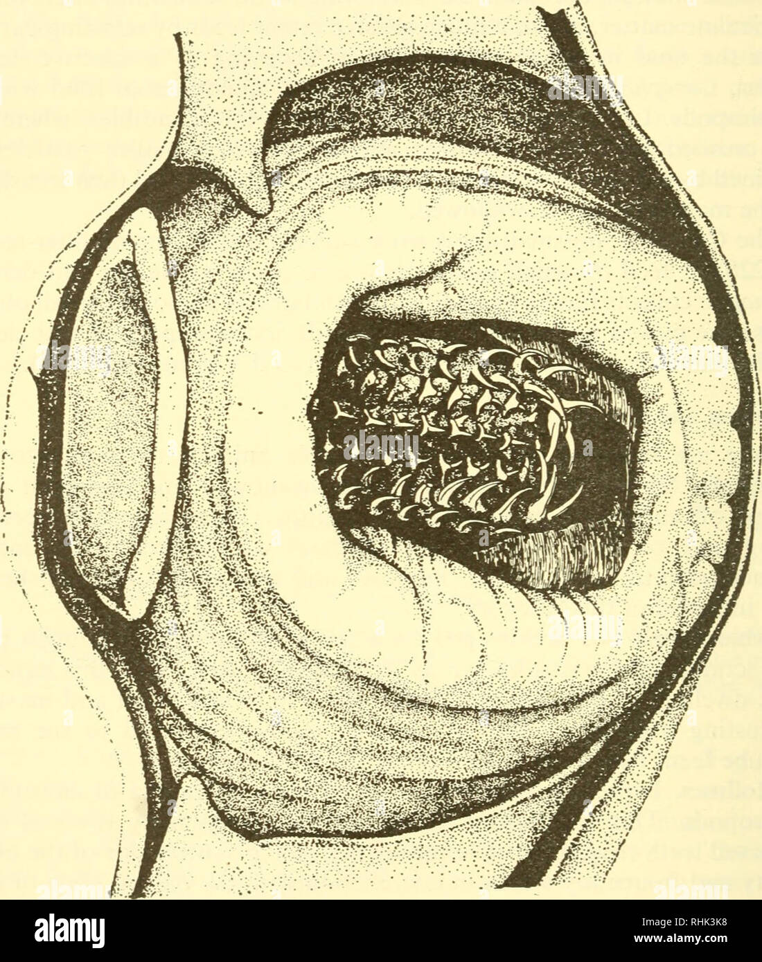 . The biology of marine animals. Marine animals; Physiology ...