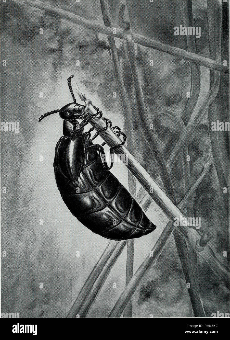 Tradescantia genus hi-res stock photography and images - Alamy