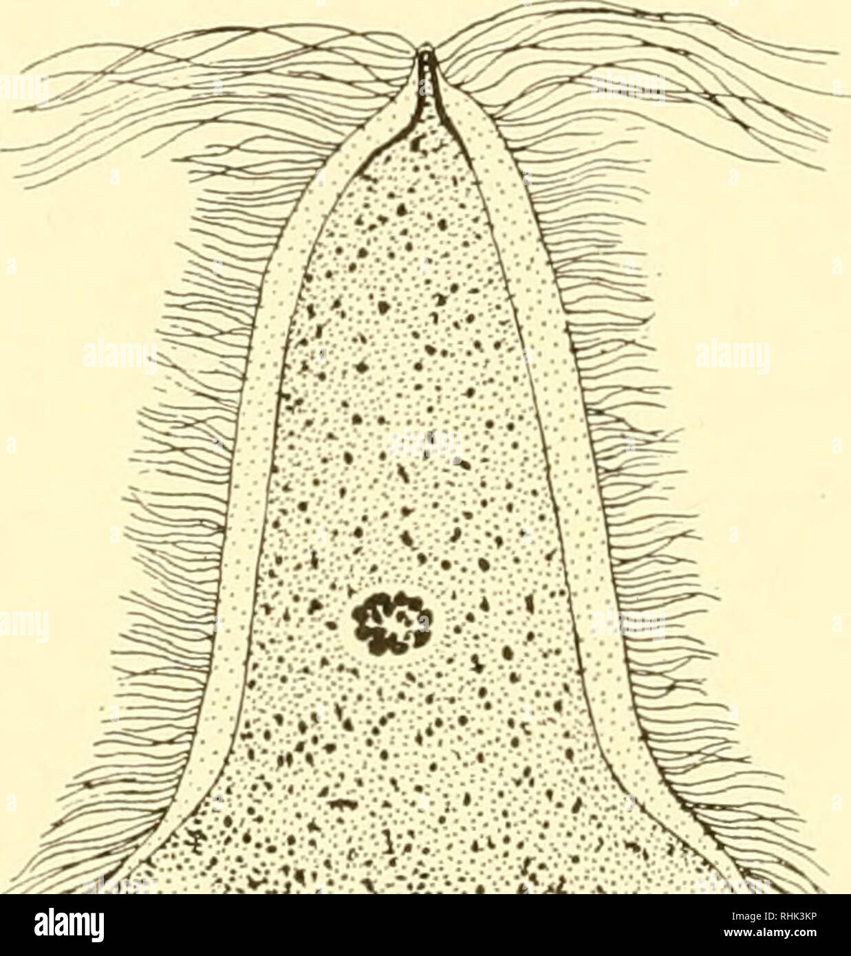Basal bodies hi-res stock photography and images - Alamy