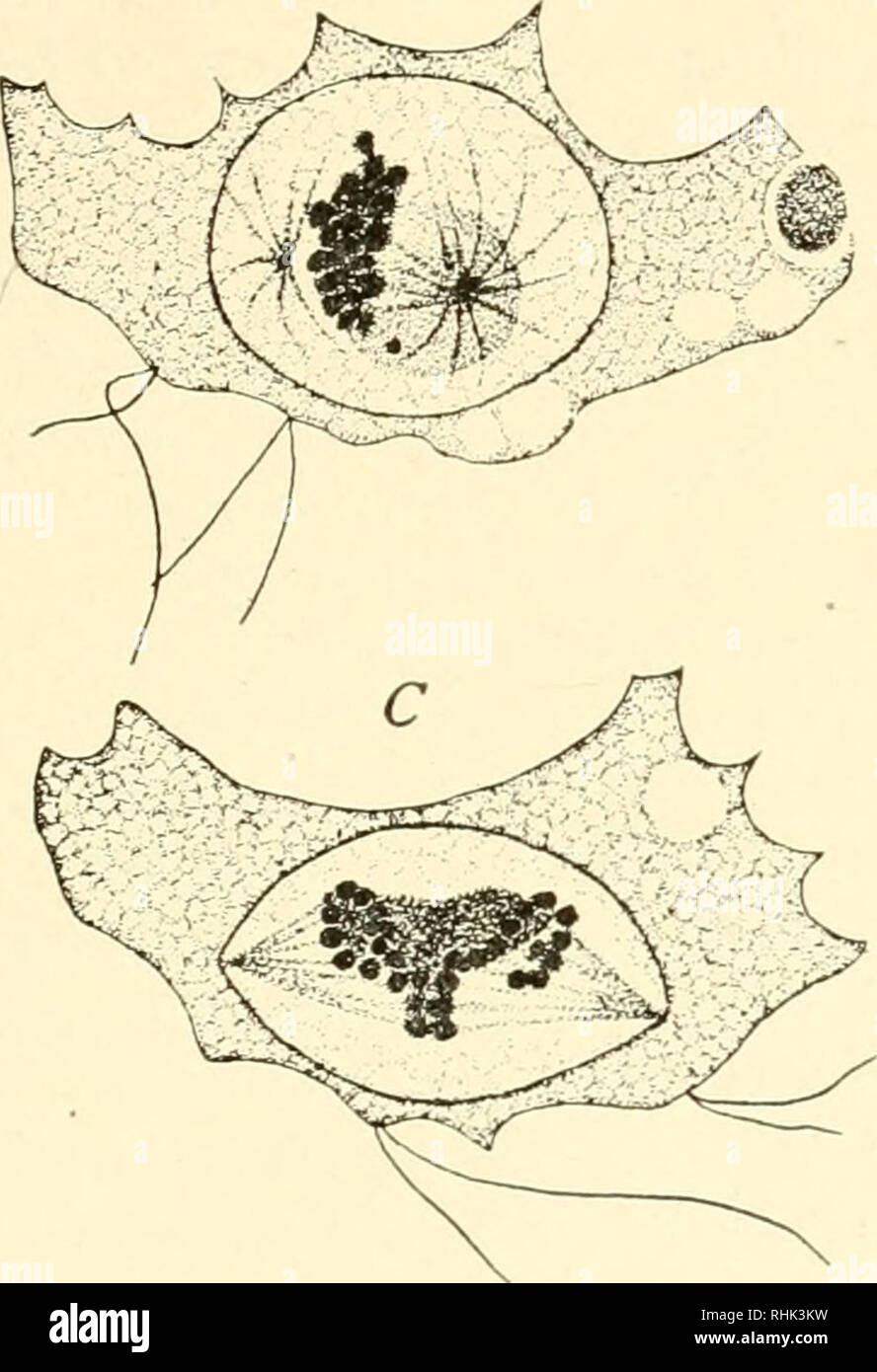 . The biology of the Protozoa. Protozoa; Protozoa. NUCLEI AND KINETIC ...