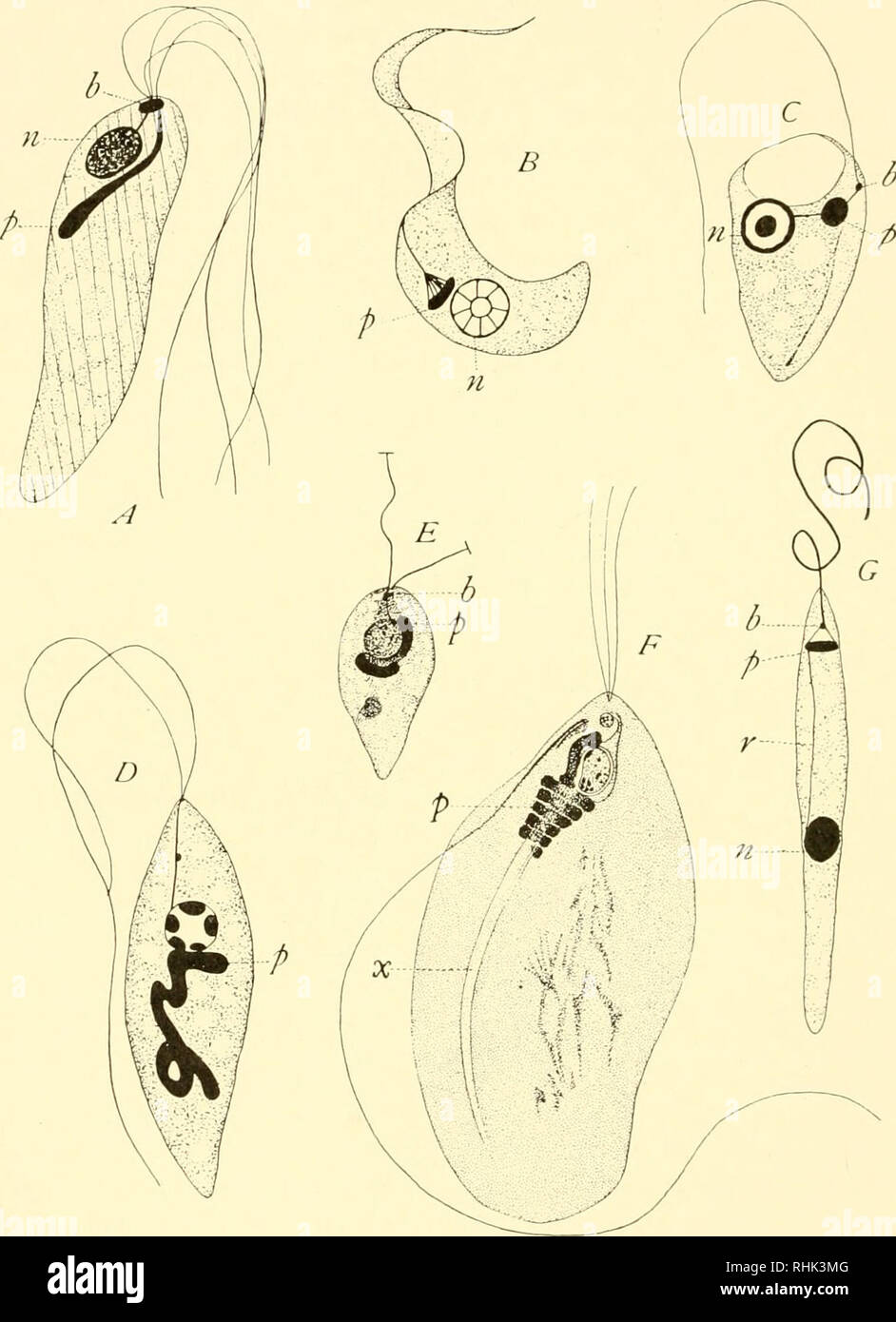 . The biology of the protozoa. Protozoa; Protozoa. 116 BIOLOGY OF THE ...