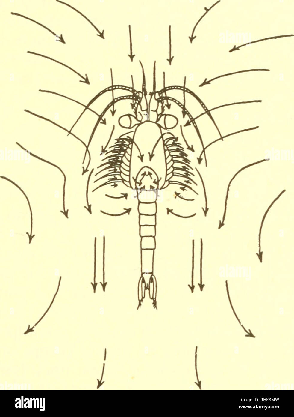 . The biology of marine animals. Marine animals; Physiology ...